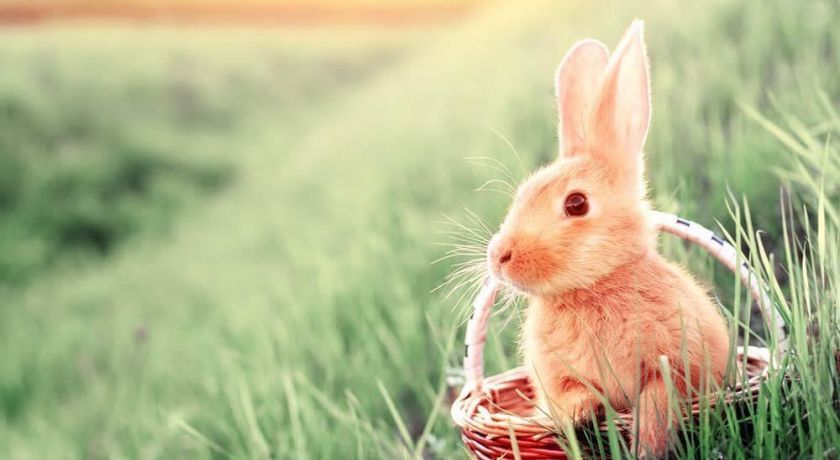 Oferta Paste 2023 Brașov - Gospodaria Lui Nea Ion